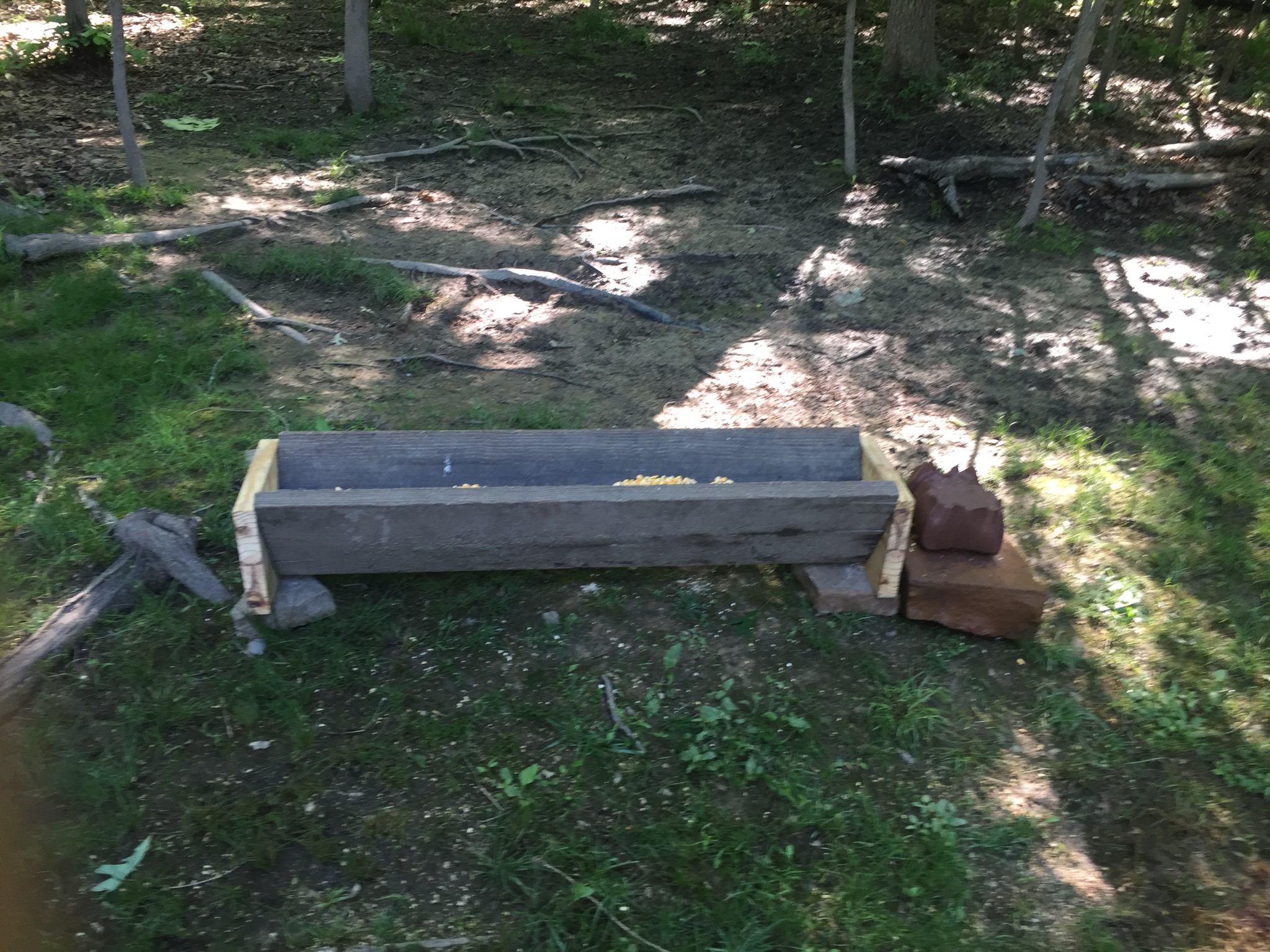 Deer at the Feeding Trough – The Write Scribe